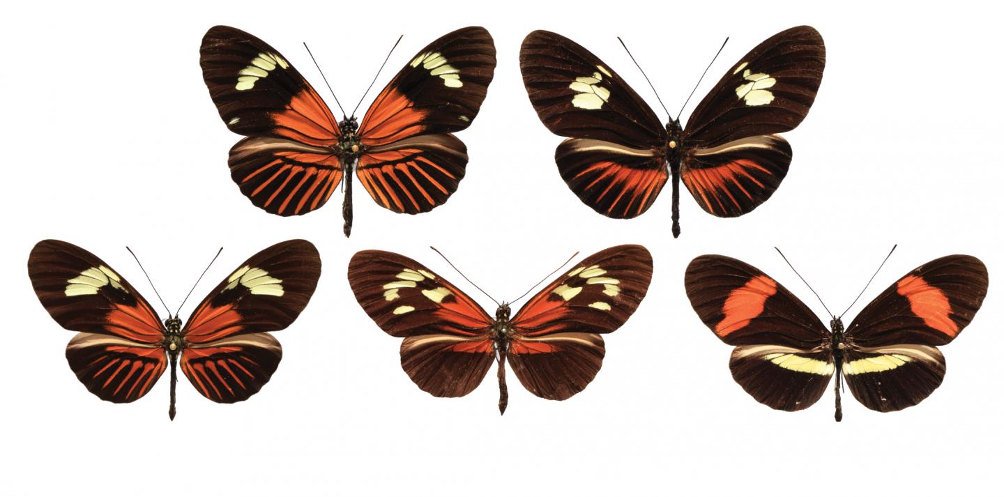 Genetic Switches in Butterflies Create Incredibly Diverse Wi | Genetics ...