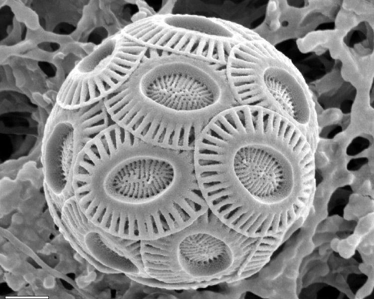 How phytoplankton can change the clouds | Earth And The Environment