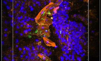 Research Reveals how Rabies Causes Frenzied Behavior