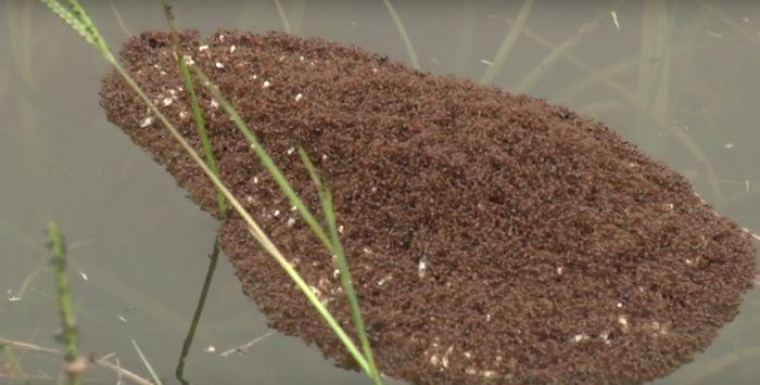 Texans Should Be Careful of Floating Fire Ant Colonies Amid Flooding ...