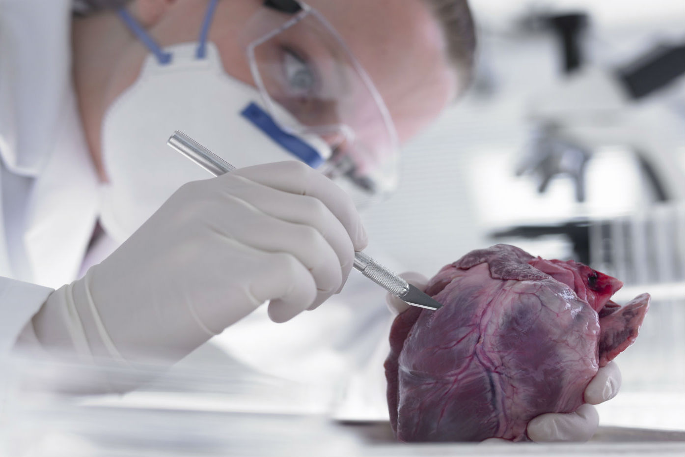 Patch It Up: Stem Cell Heart Patch Close to Human Trials | Cardiology