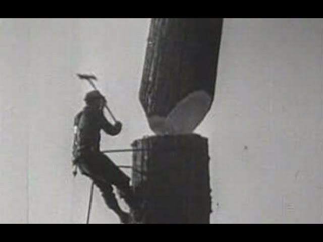 Felling giant redwoods | Videos
