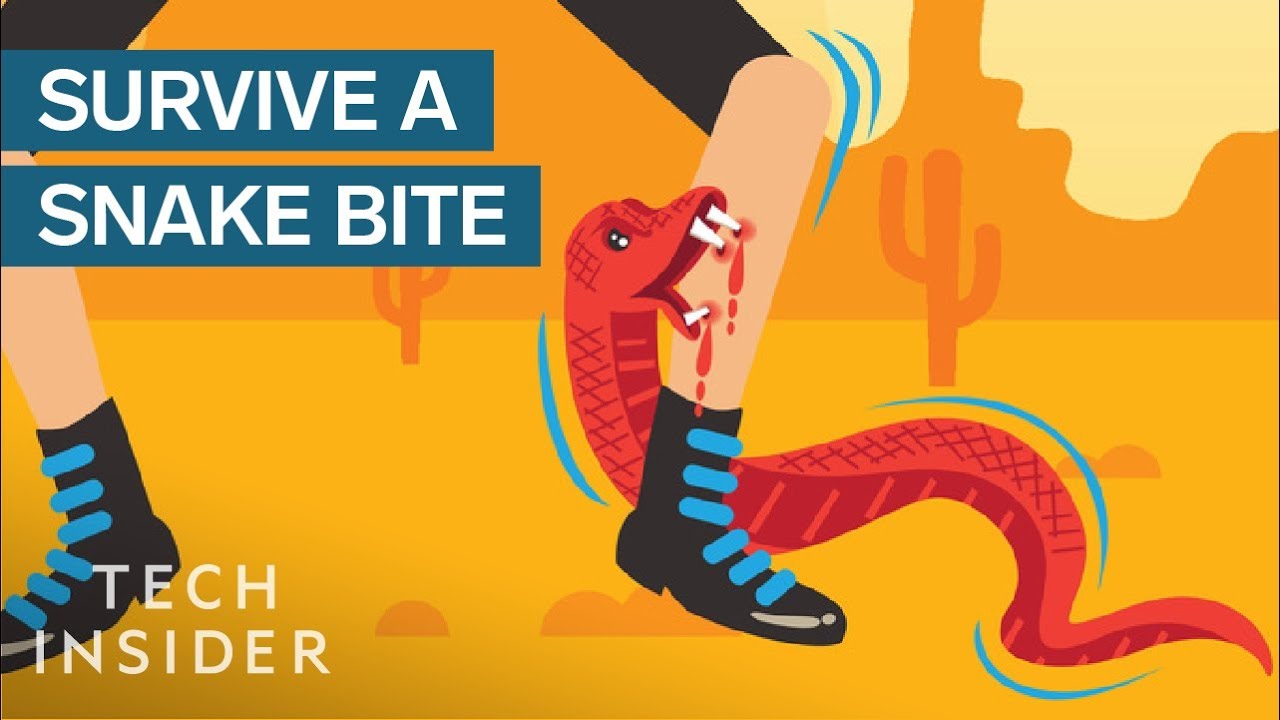 What to Do if Bitten by a Snake | Videos