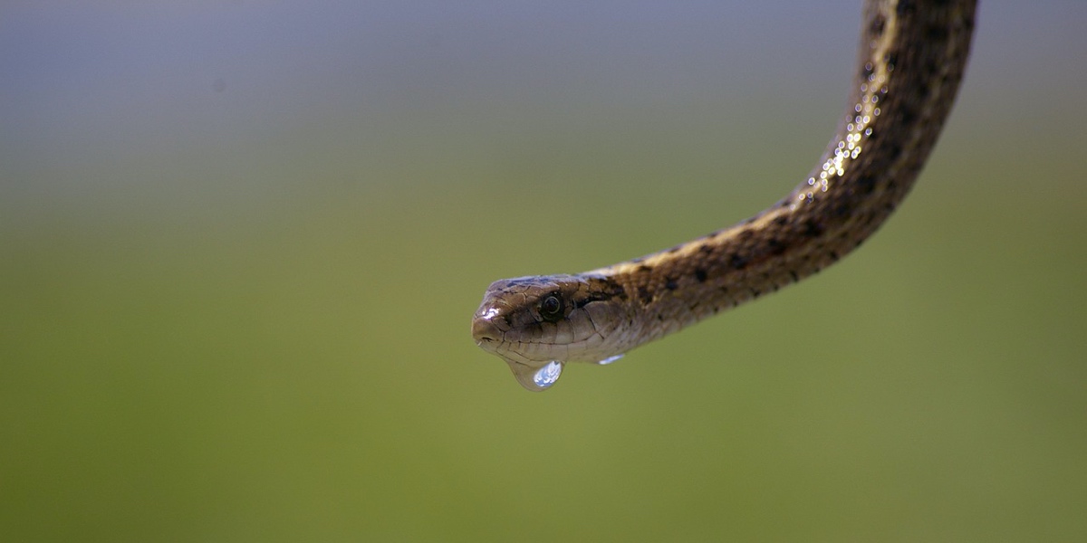 Male Garter Snakes Trick Others to Improve Own Mating Success | Plants ...