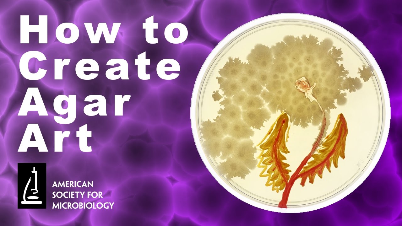 Growing Gorgeous Agar Art | Videos