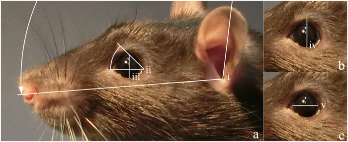 Rats Apparently Smile With Their Ears, Study Finds | Plants And Animals