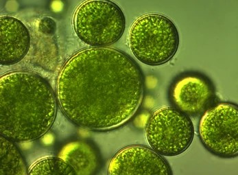 Algae-powered computing: Scientists create reliable and renewable ...