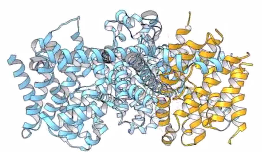 Capturing the Transport of Cargo Into Cells | Cell And Molecular Biology