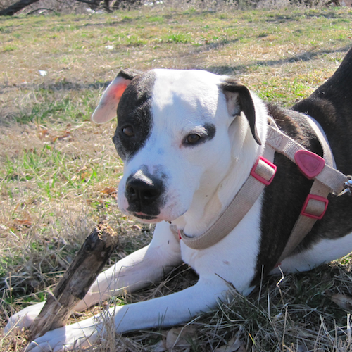 Humans and Dogs Have More in Common Than we Knew | Microbiology