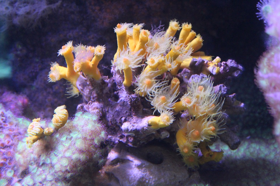 New coral gardens discovered in ocean's depths | Earth And The Environment