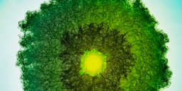 Better Know a Microbe: Histomonas | Microbiology