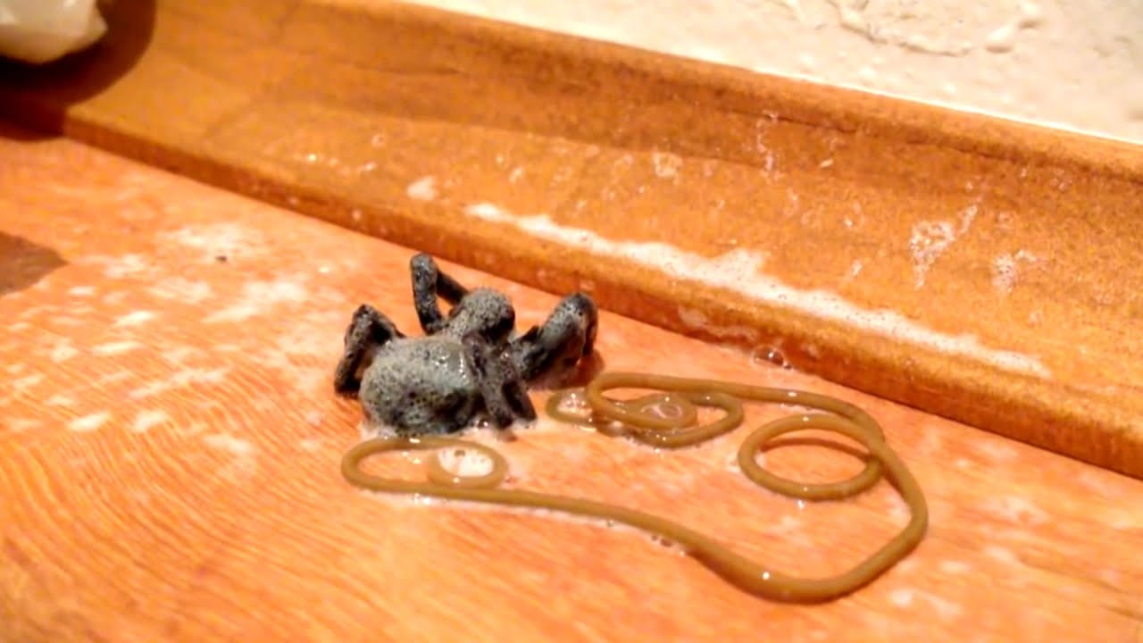 Spiders Can Get Parasites Too | Videos