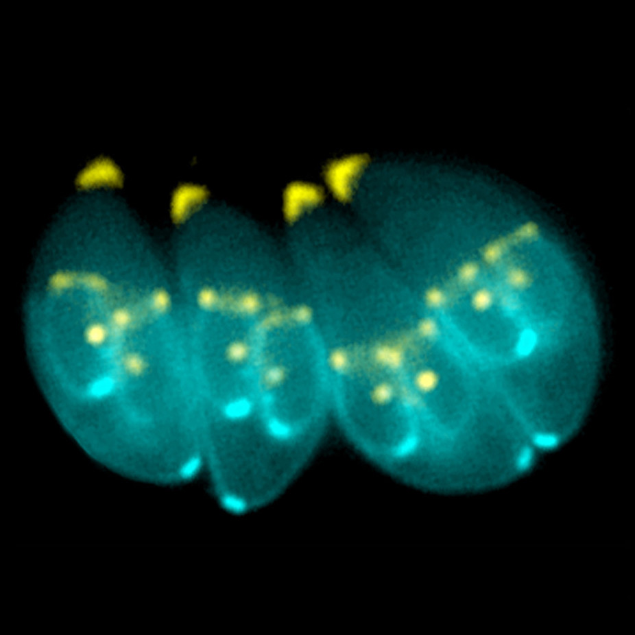 Harnessing Parasites to Fight Cancer | Microbiology