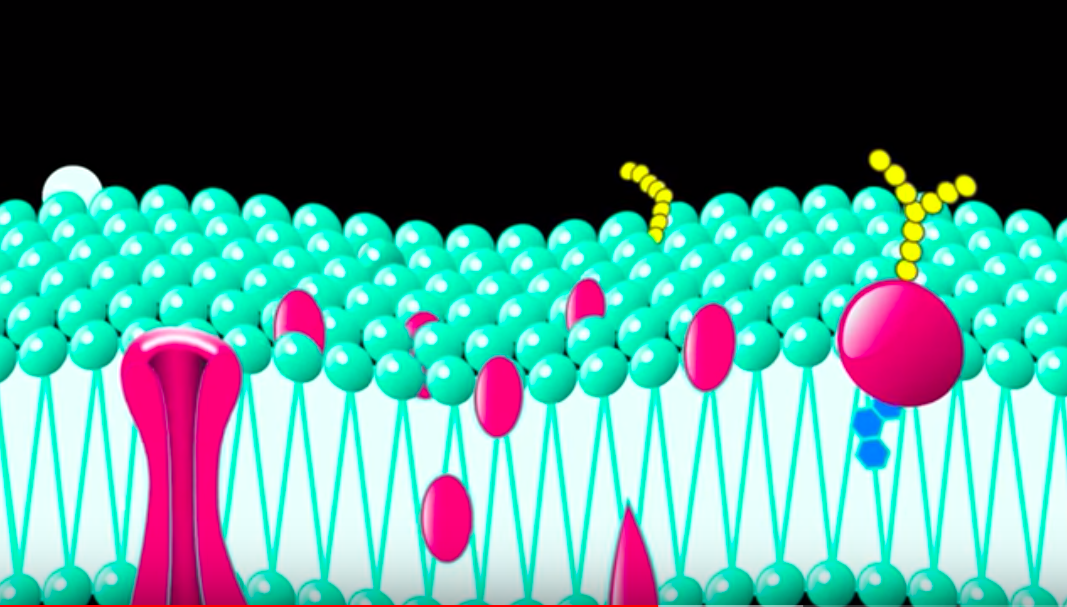 Synthetic Cells Help Researchers Learn More About the Cell Membrane ...