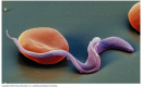 Probing Proboscis Monkeys