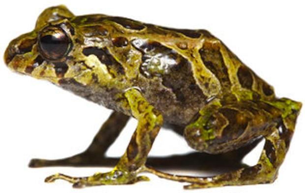 Ecuador Frog's Skin Changes from Smooth to Spiny | Plants And Animals