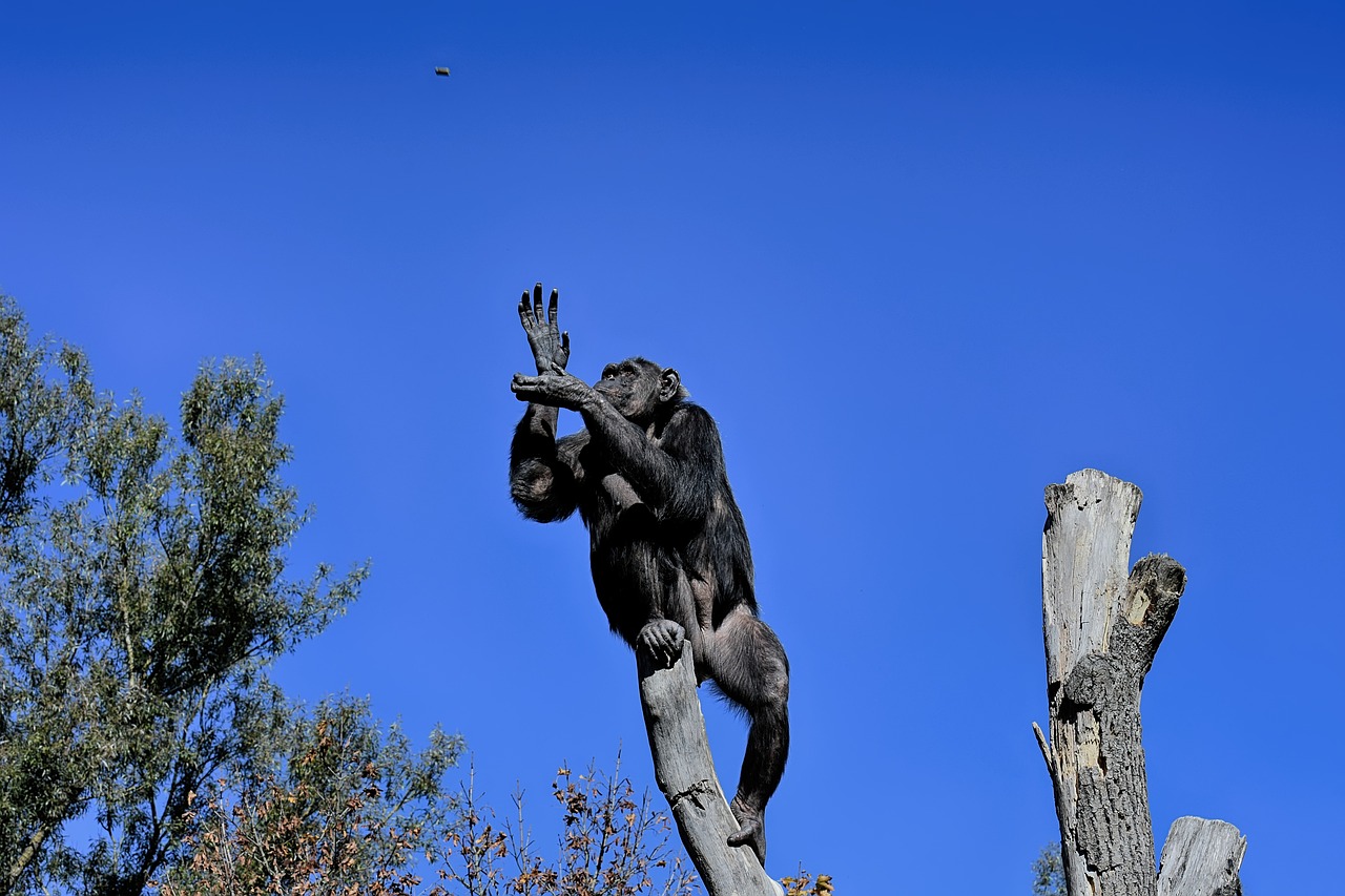 How did humans become bipedal? The answer may be in the trees | Plants ...