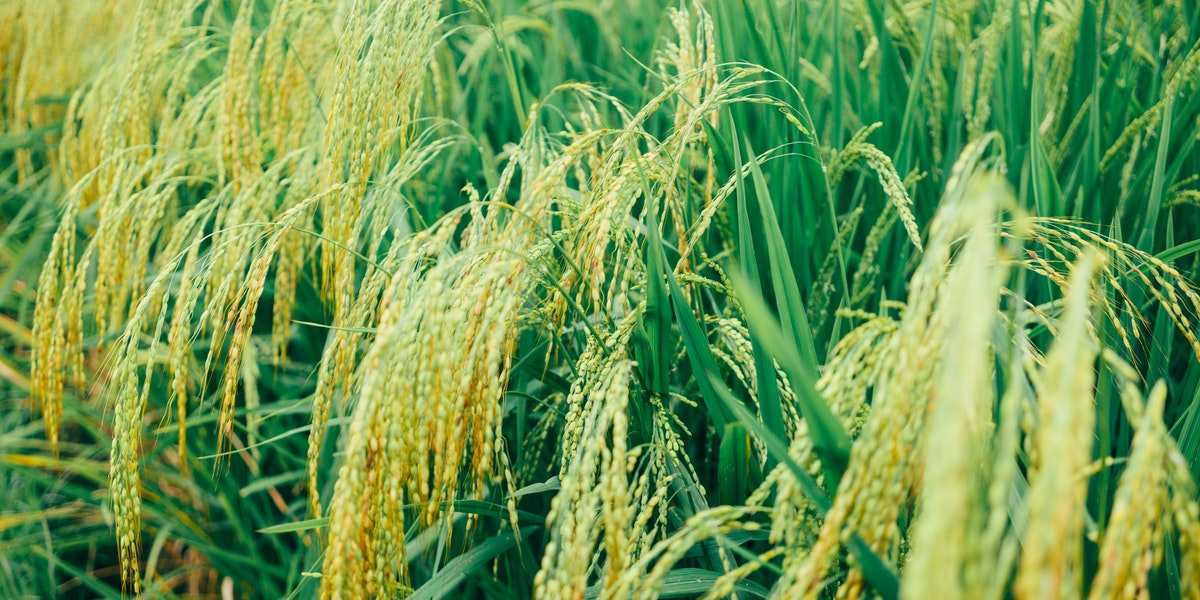 Saving Rice From Climate Change | Plants And Animals