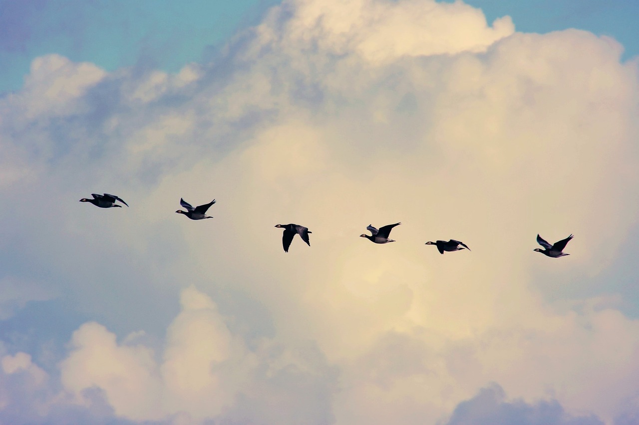 The Dark Side of Urbanization: Light Pollution's Toll on Bird Migration ...