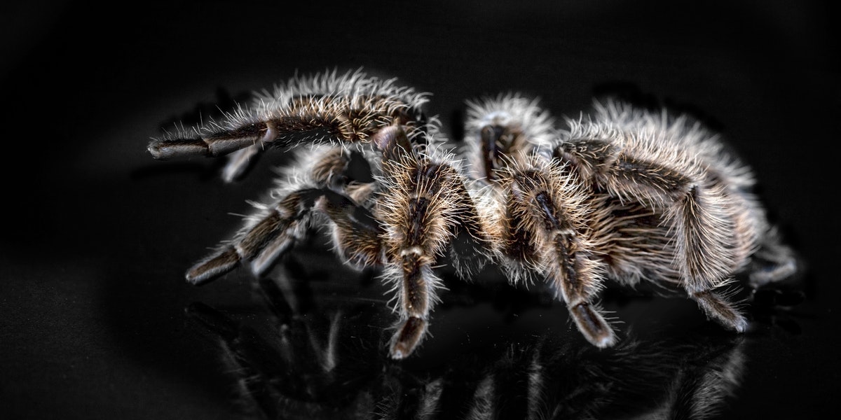 A Newly-Discovered Tarantula Killing Worm Named After Jeff Daniels ...