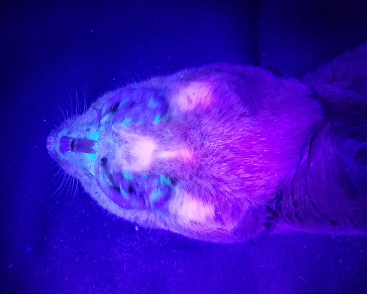 Glowing Gophers? Bioluminescence Discovered in these Rodents | Plants ...