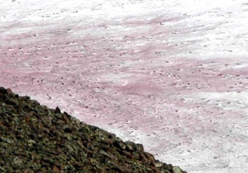 Pretty Pink Snow is Pretty Bad News for Climate | Microbiology