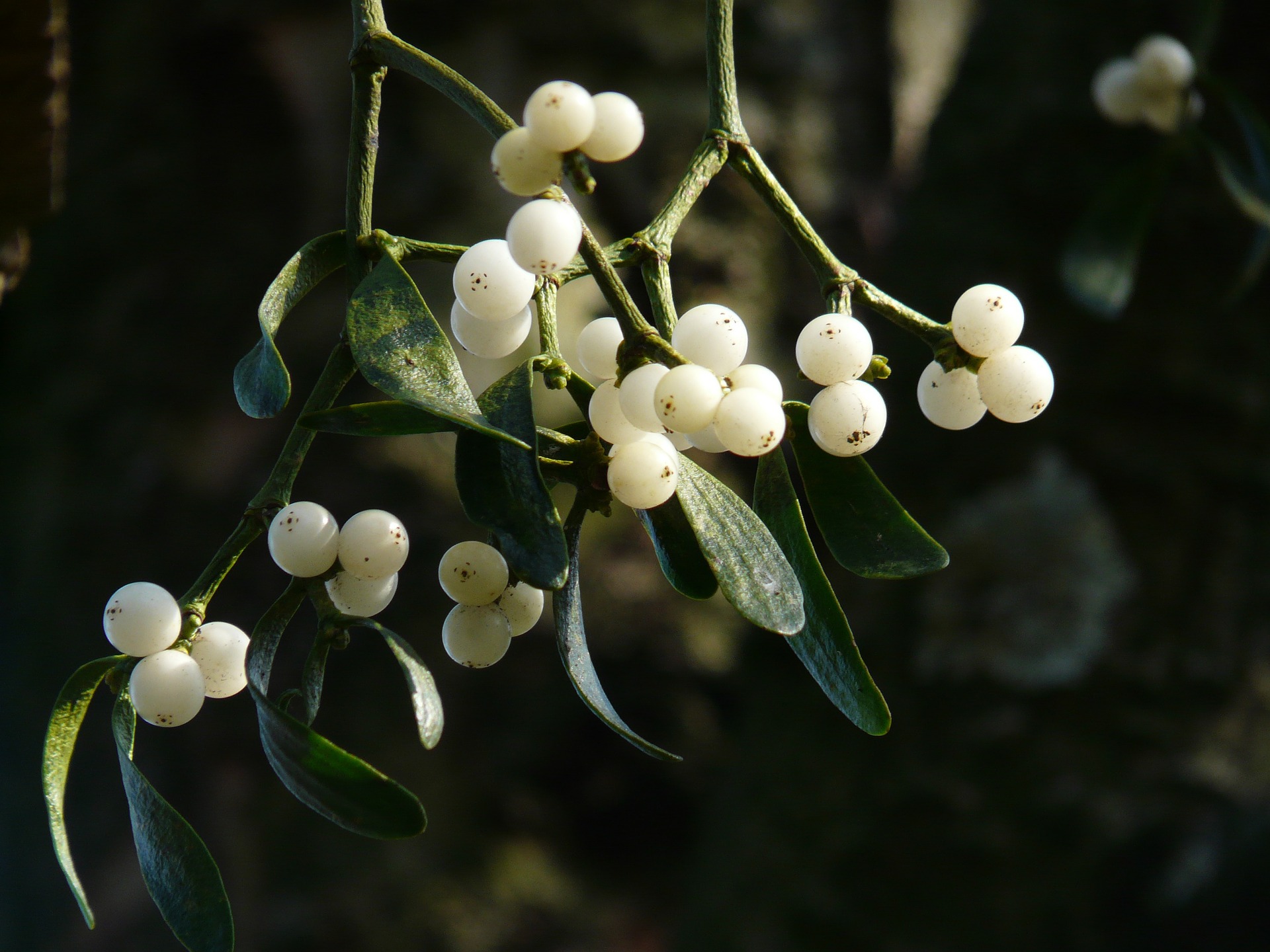 Mistletoe: Parasite, Symbol of Romance, or Cancer Treatment? | Cancer
