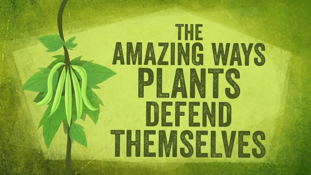 How Plants Fight Back | Videos