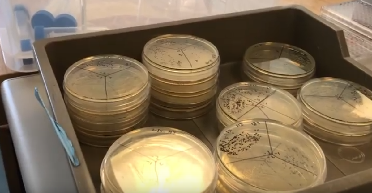 Cigarette Smoke can Increase the Pathogenicity of Microbes | Microbiology
