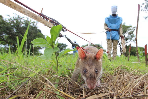 The Giant Rats that Save Lives | Plants And Animals