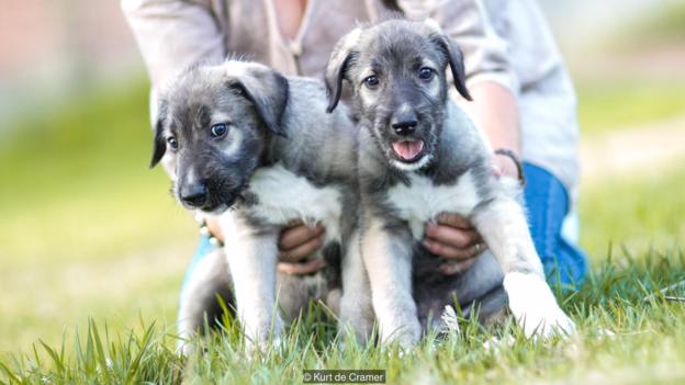 These Are the World's First Confirmed Identical Twin Puppies | Plants ...