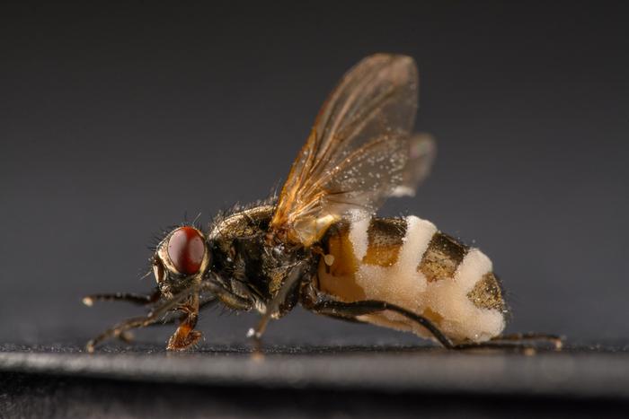 Cracking the Code of a Fungus That Causes Bizarre Fly Behavior ...
