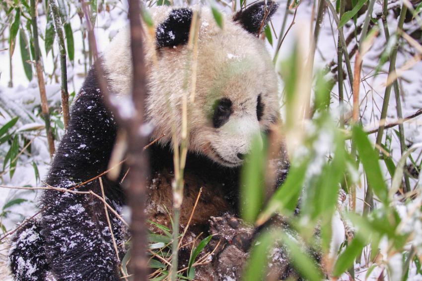 Giant Panda Habitats Threatened by Livestock Grazing | Plants And Animals