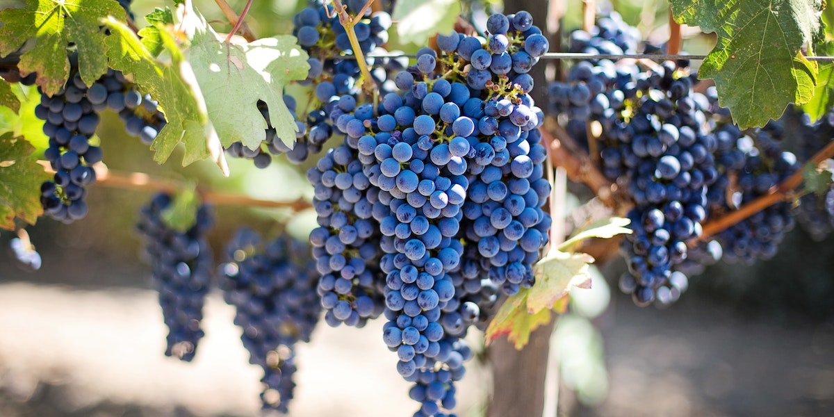 Genome sequencing reveals a detailed history of grape domestication ...