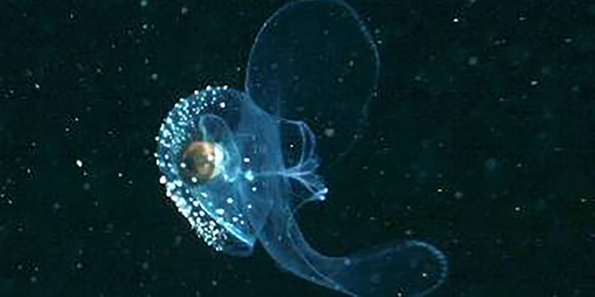 Scientists Document Swimming Styles of Sea Butterflies | Plants And Animals