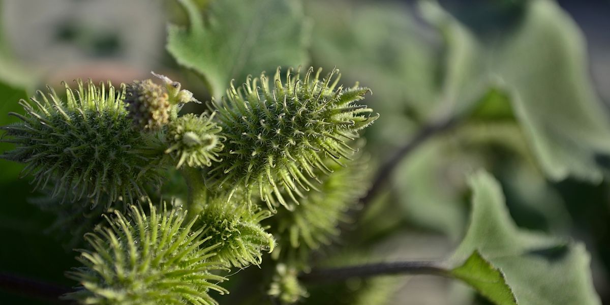 Common Weed Extract Promotes Wound Healing, Boosts Collagen Production ...
