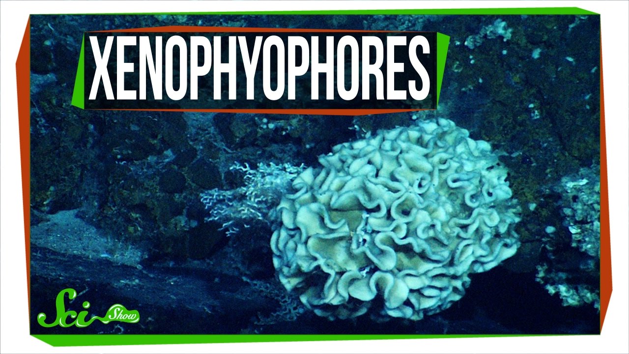 Mysterious Giant Cells: Xenophyophores | Videos