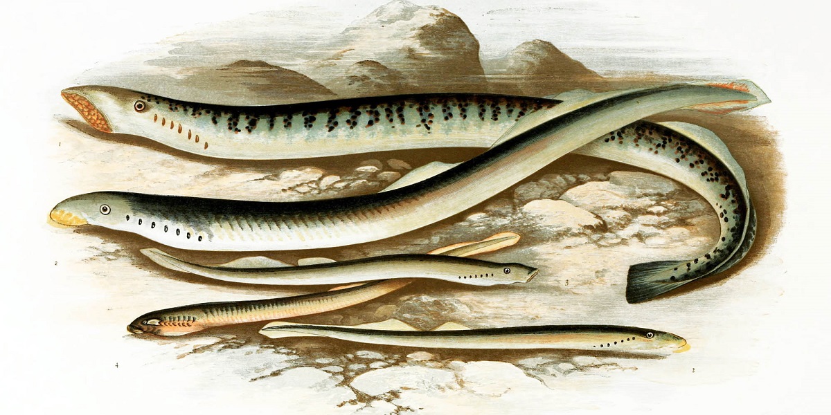Fighting Sea Lamprey in the Great Lakes | Earth And The Environment