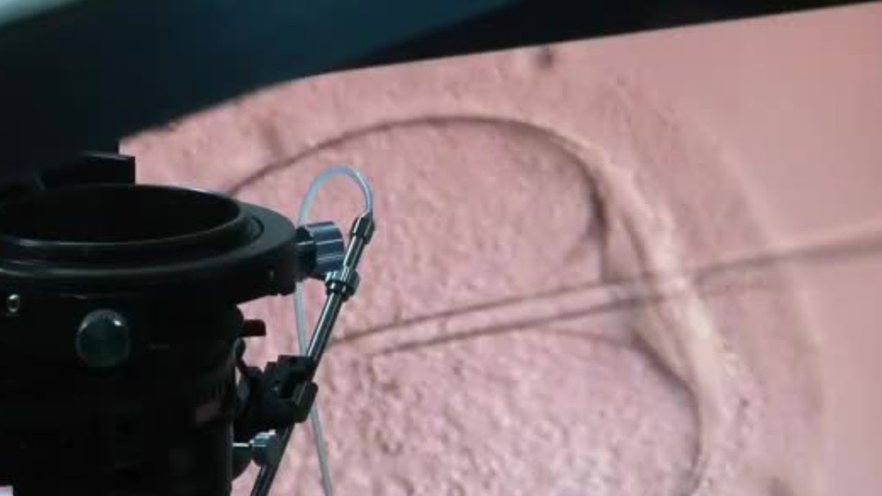Early-stage Human Egg Cell Successfully Matures in the Lab | Videos