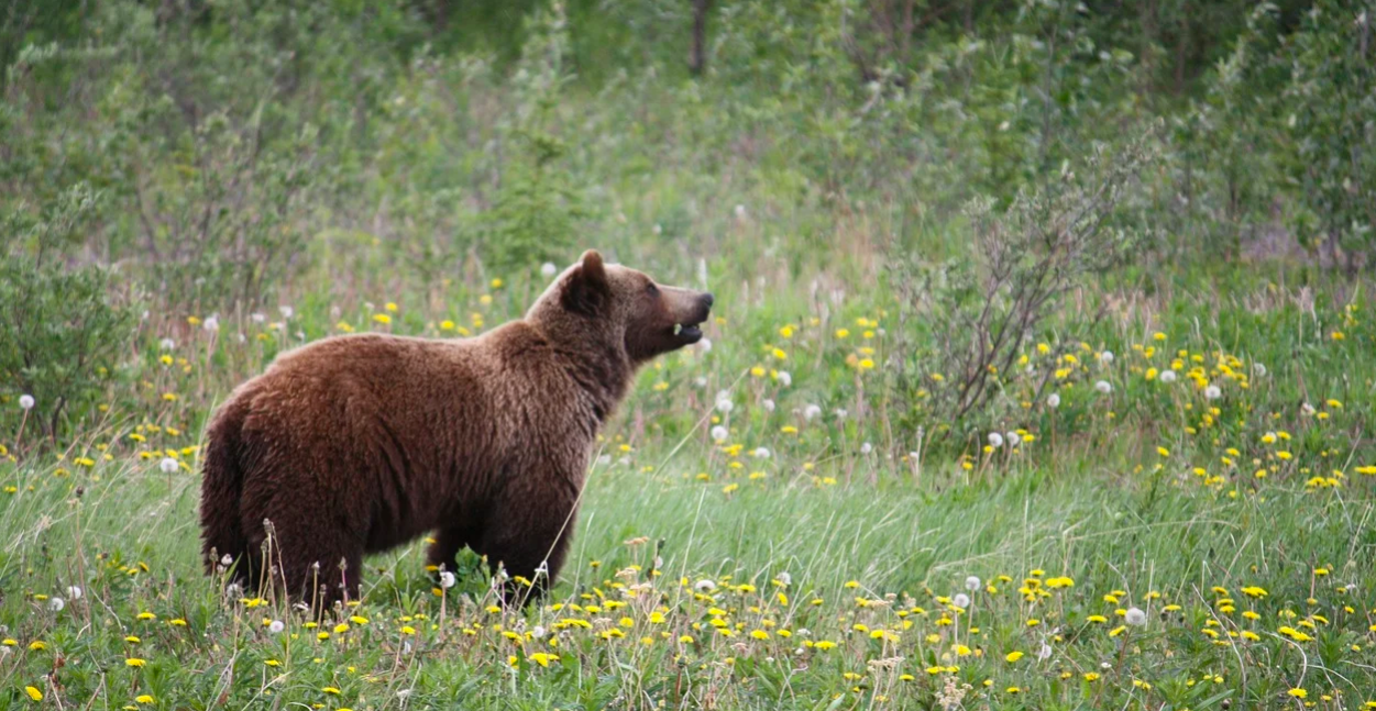 Stunning Connection Between Bear DNA & Human Language Groups Is ...