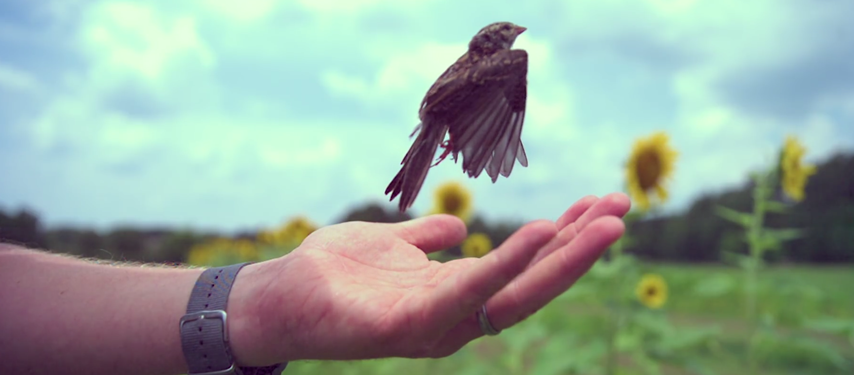 Watch a Bird Take Flight in Super-Slow Motion | Videos