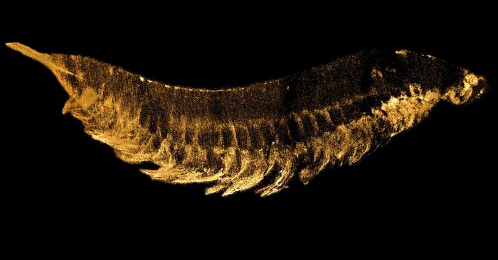 CT Imaging Reveals 520-Million-Year-Old Arthropod Fossil's Hidden ...