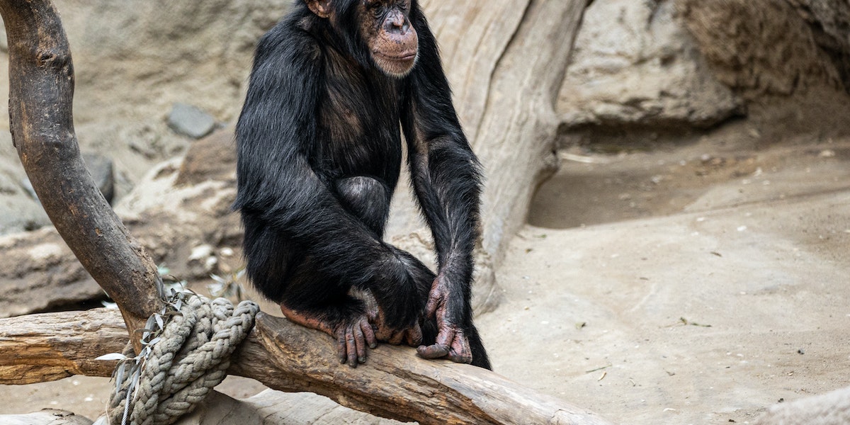Bonobos are drawn to the emotions of strangers, unlike humans | Plants And Animals