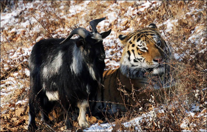 The Fearless Goat That Faces Tigers | Plants And Animals