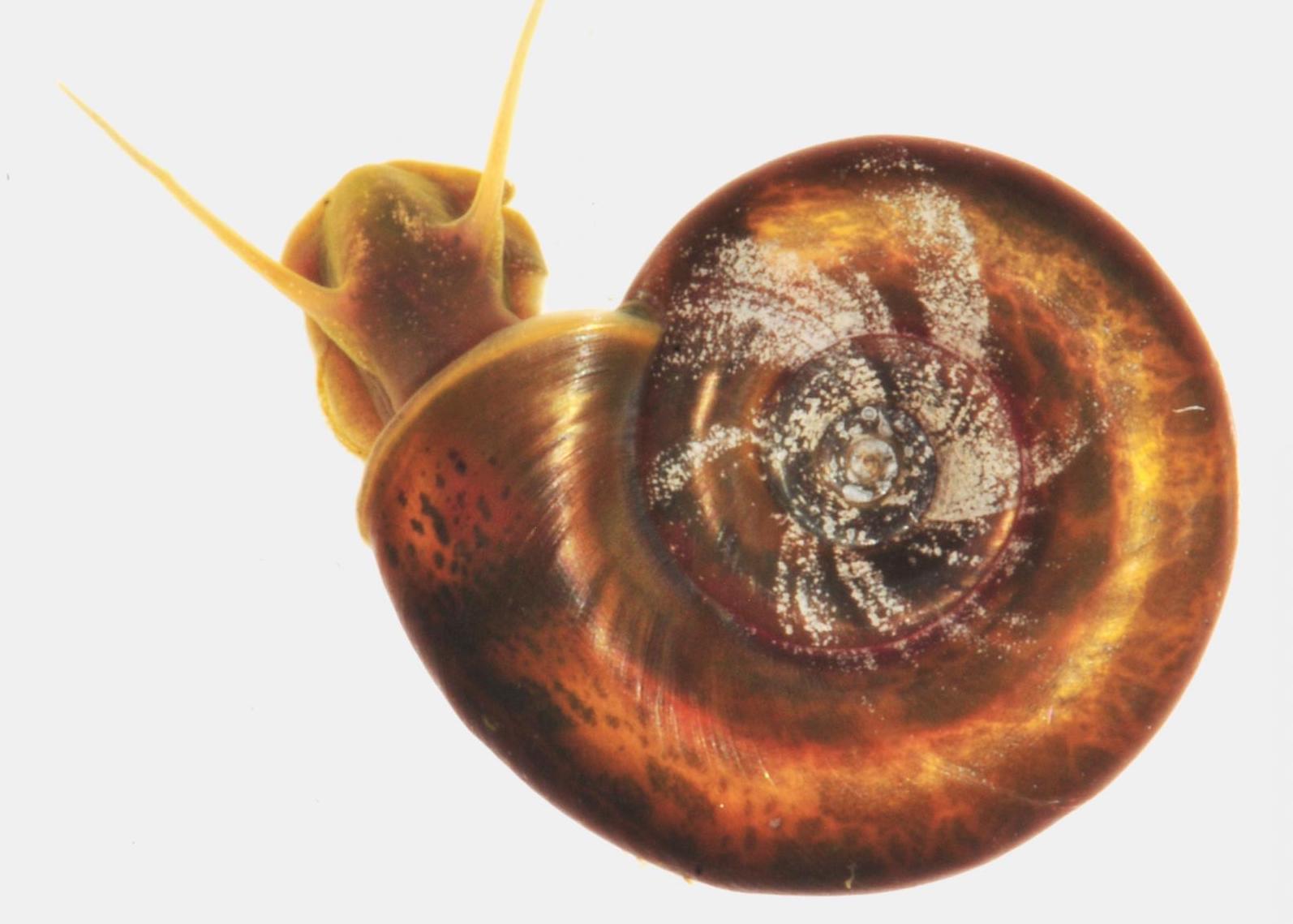 Progress in the Fight Against a Deadly Parasitic Disease | Cell And ...