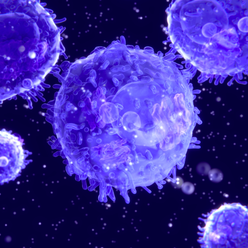 Understanding the Memory of the Immune System | Cell And Molecular Biology