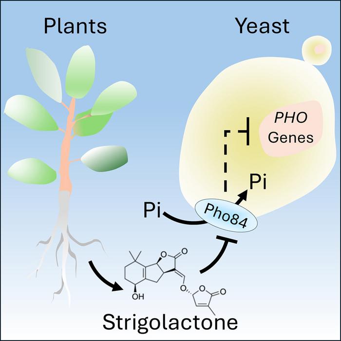 Enhancing Crop Health: Understanding Plant-Fungi Symbiosis | Earth And ...