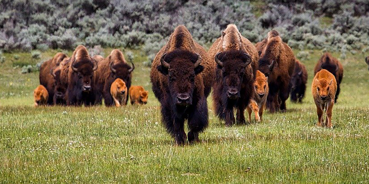 Tracking the Iconic American Bison | Plants And Animals