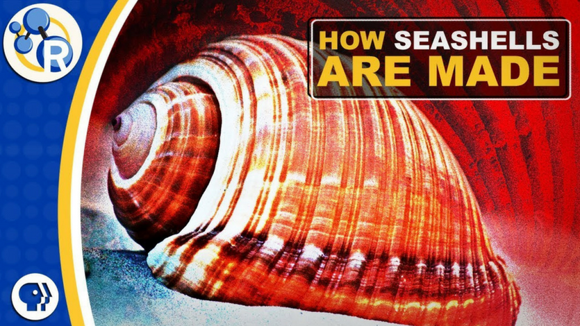 The (Bio)chemistry of Seashells | Chemistry And Physics