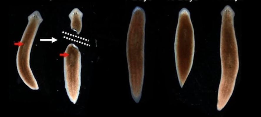 Some Regenerative Worms Evolved the Ability Relatively Recently ...